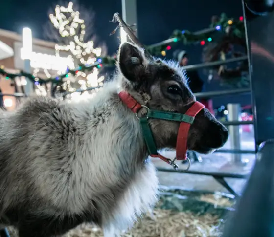 Hawthorn ::: Hot Cocoa Stroll