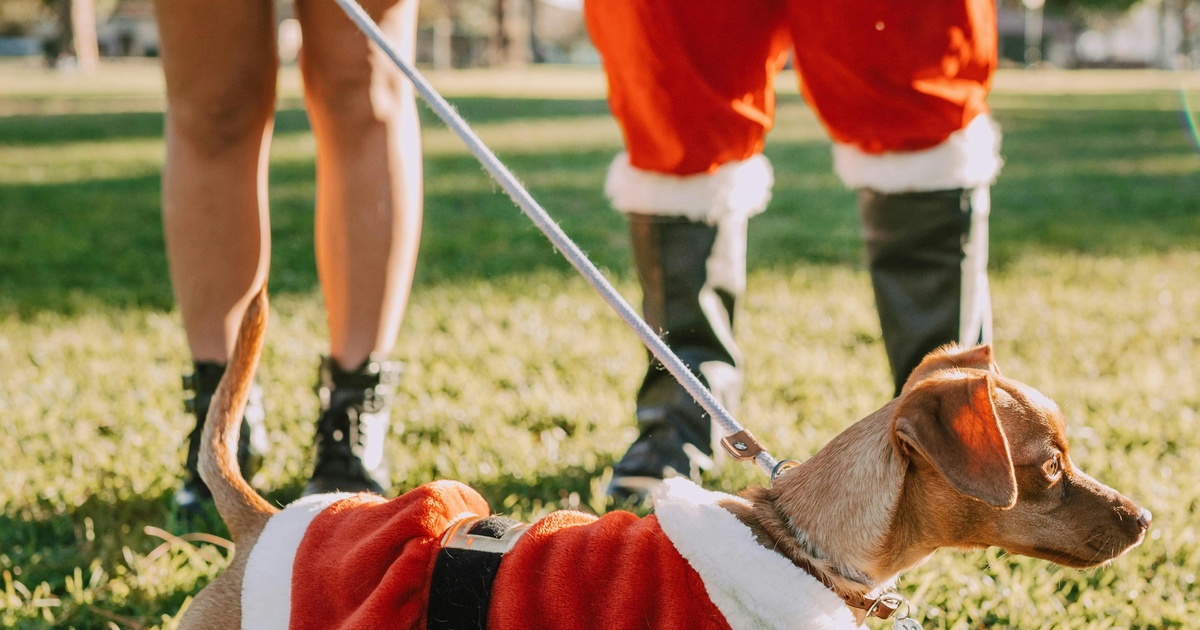 North Hanover Mall :: Easy Ways To Include Your Pet This Holiday Season