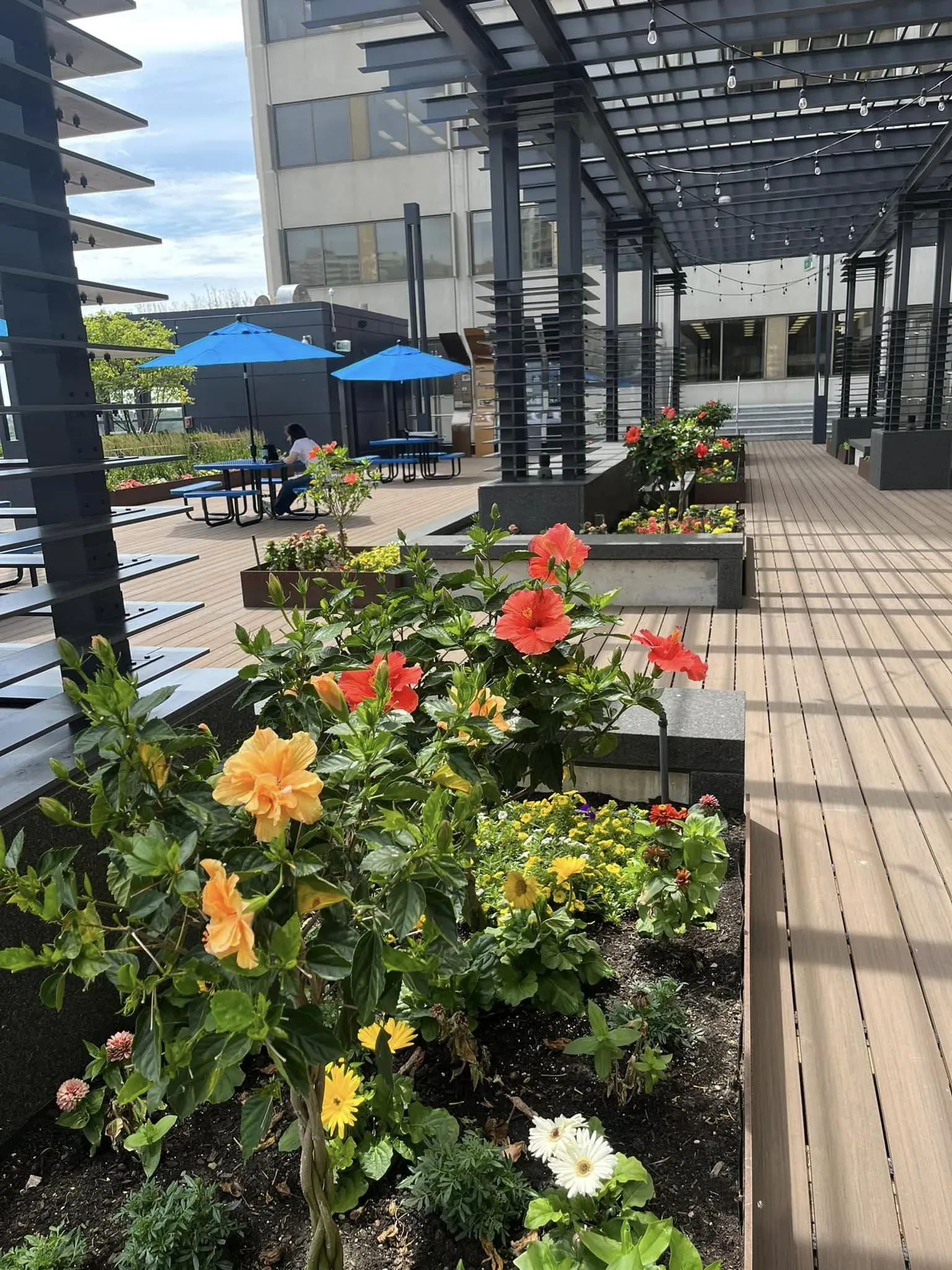 Yonge Eglinton Centre ::: Rooftop Patio